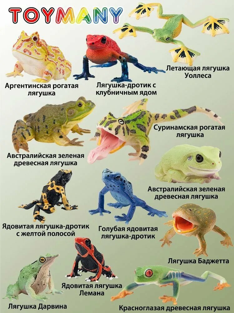 Toymany Набор фигурок животных из 12шт, лягушек-рептилий, коллекционные и реалистичные фигурки