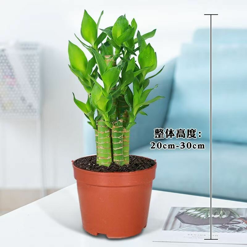 Горячая распродажаБамбук Lucky Bamboo Wenchang, бамбуковый лотос, зеленое растение, цветок для офиса, настольное растение, вечнозеленое, очищение воздуха