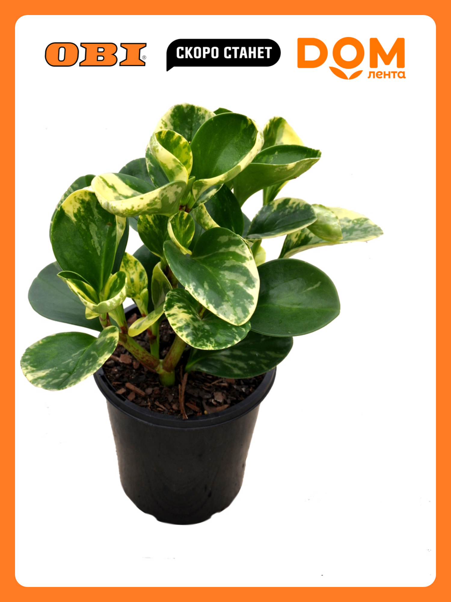 Растение пеперомия Грин Голд, декоративно-лиственное, высота 20 см, горшок D12