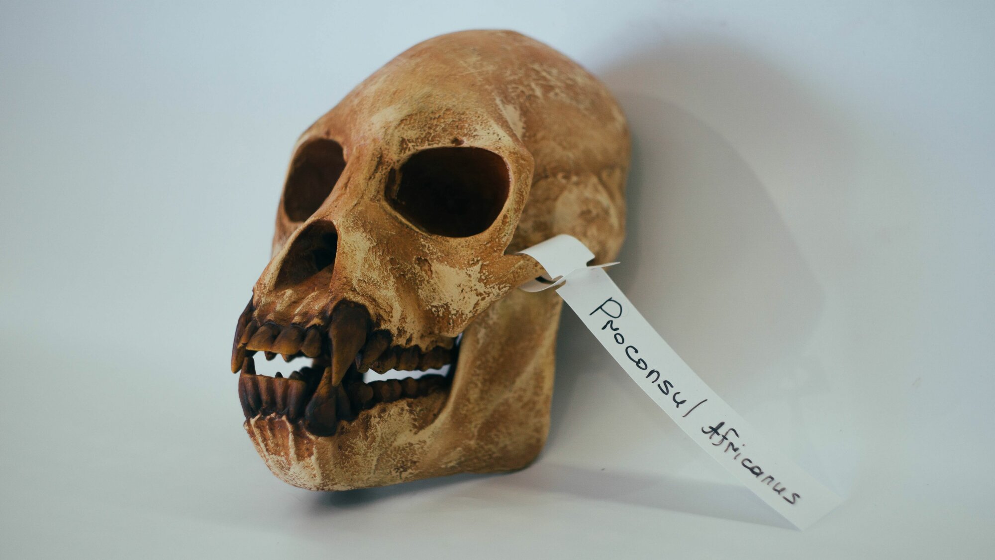 Модель черепа антропологическая Proconsul africanus Skull (Проконсул африканус)