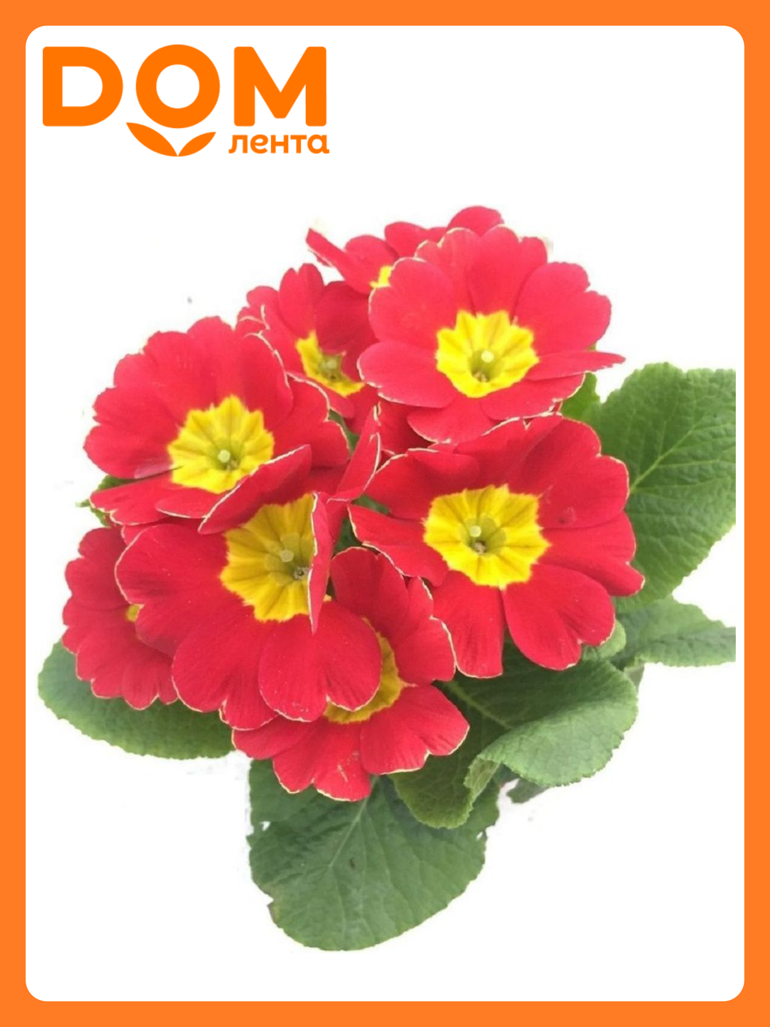 Растение Примула в горшке 11 см в ассортименте