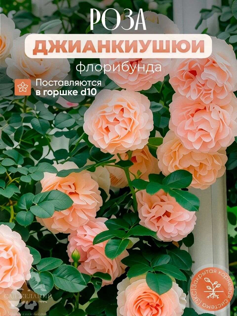 Японская роза флорибунда Джиакиушуи 1л, растение , для сада, озеленение участка