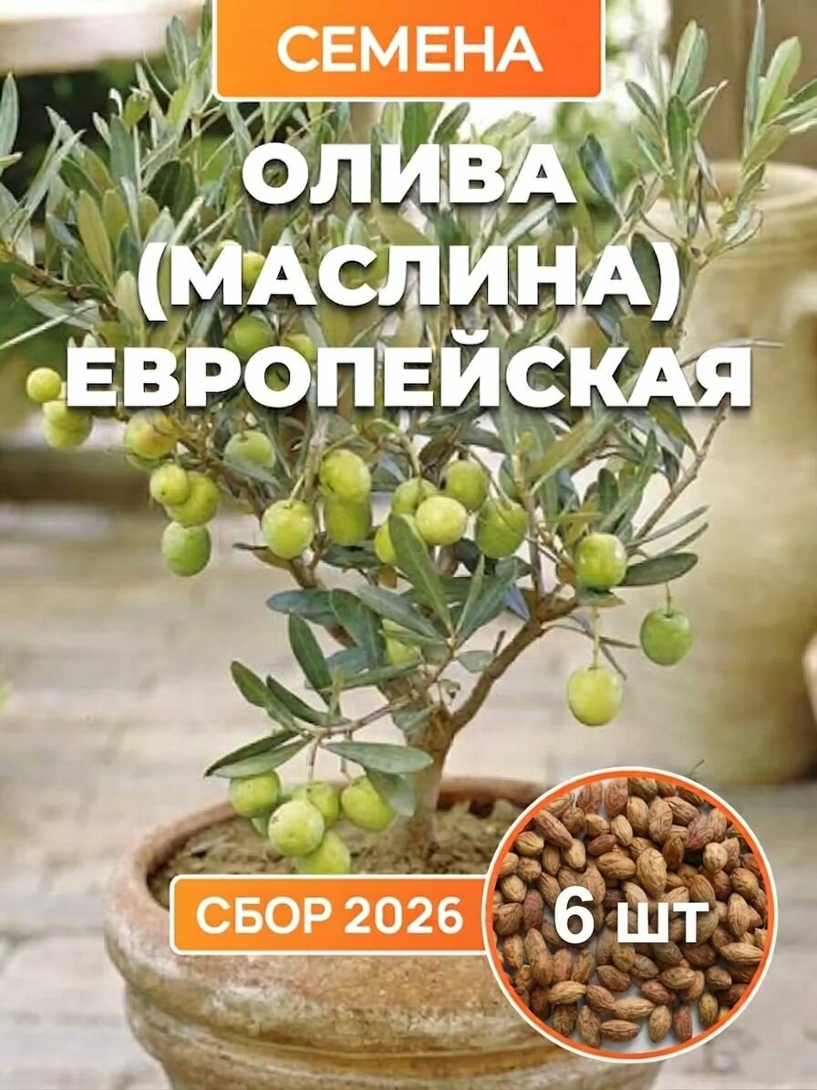 Олива (маслина) европейская, оливковое дерево комнатное, семена 6 шт
