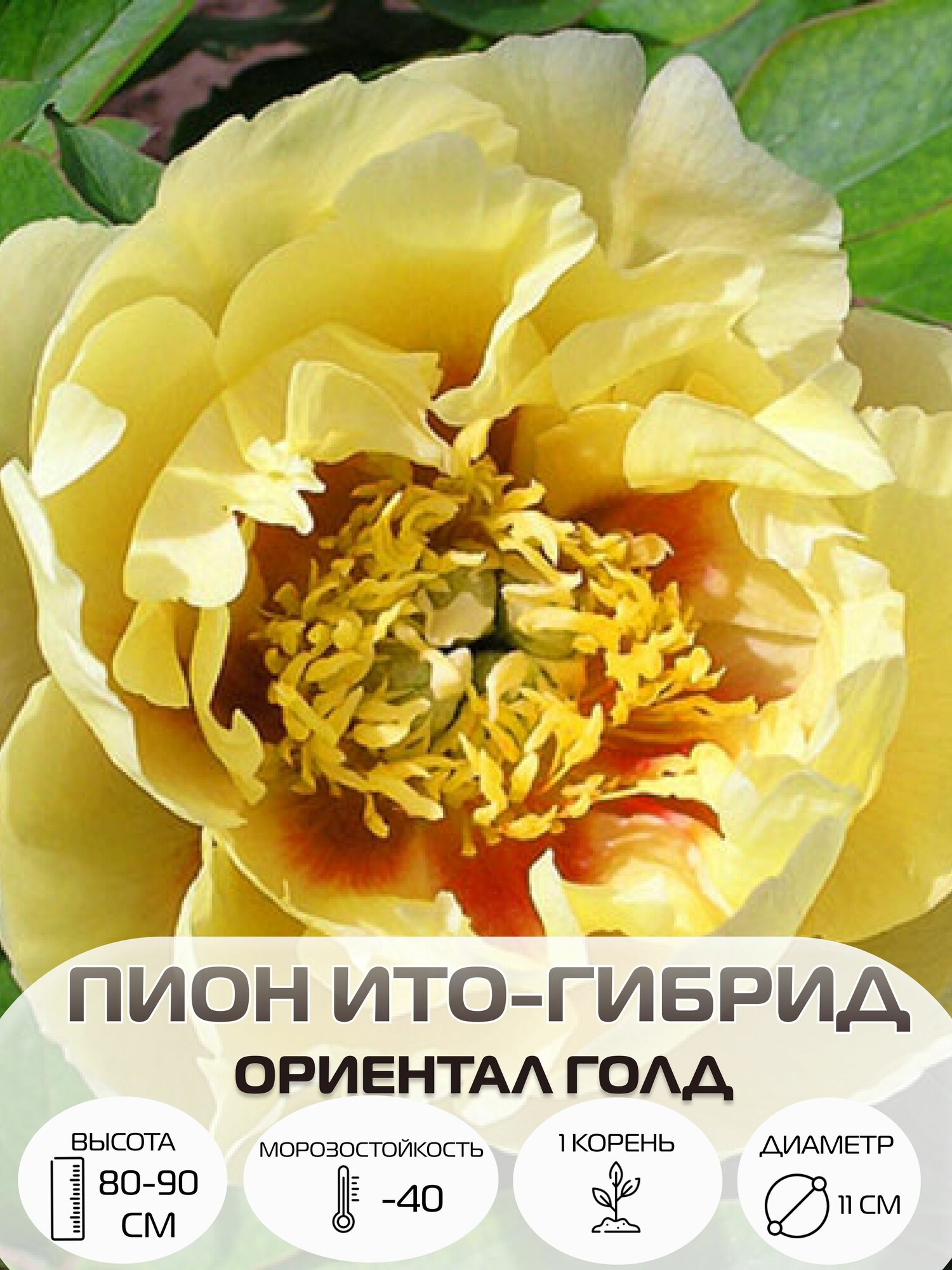 Корень пиона ито-гибрид Ориентал Голд, многолетние цветы, саженец 1 шт