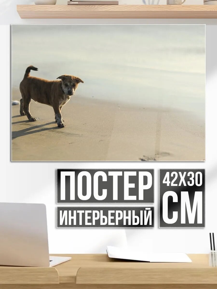 Плакат постер Собака на пляже