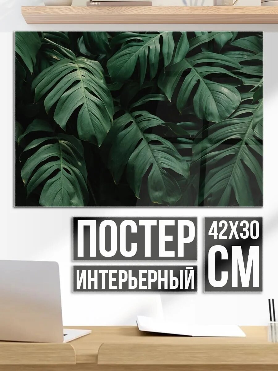 Плакат постер Листья монстеры