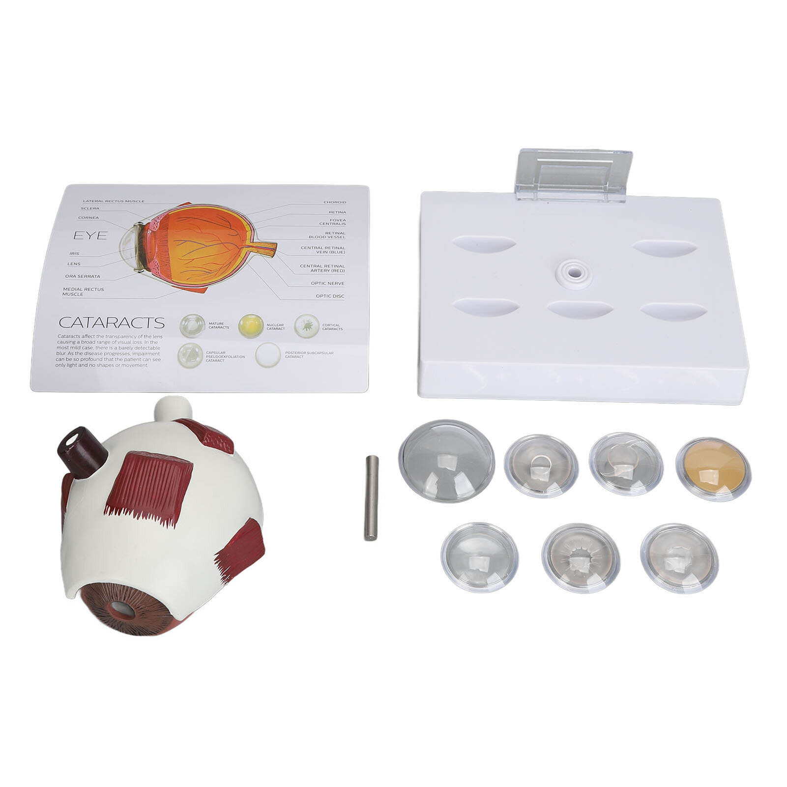 Анатомическая модель человеческого глаза