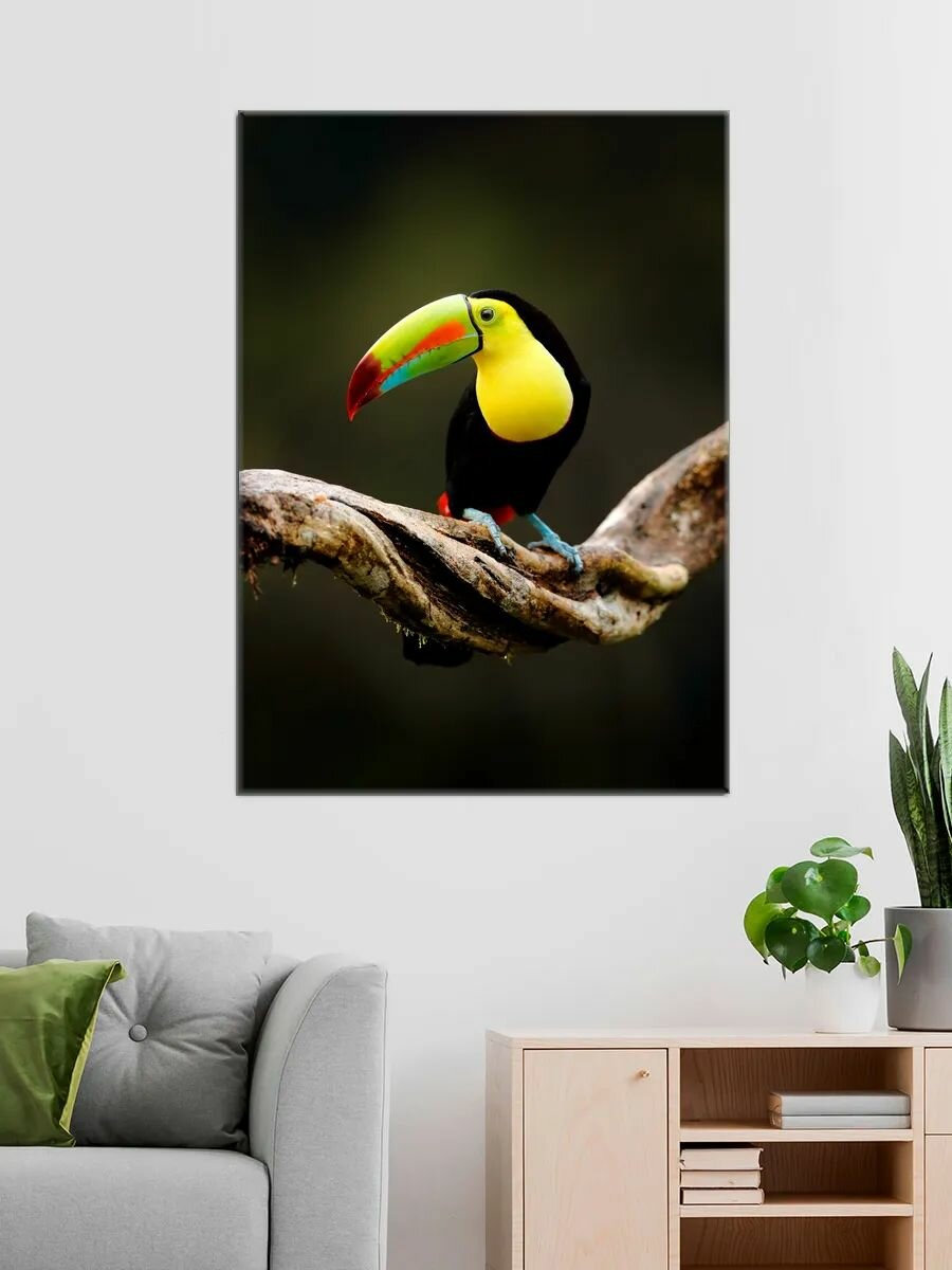 Картина на стену "Птицы с ярким окрасом", 30х40 см