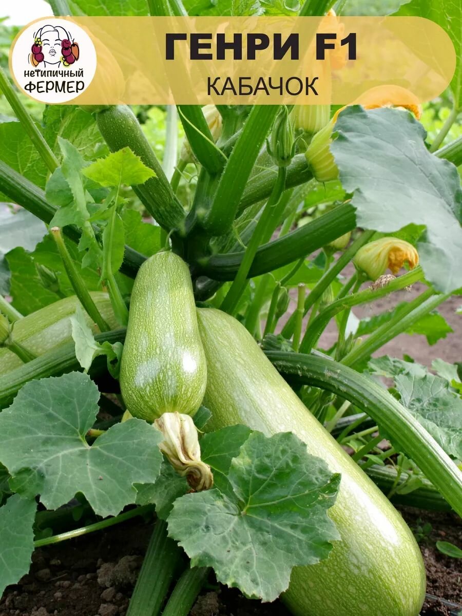 Семена кабачка Нетипичный Фермер "Генри F1", однолетнее, раннеспелое, урожайность 12-15 кг/кв. м