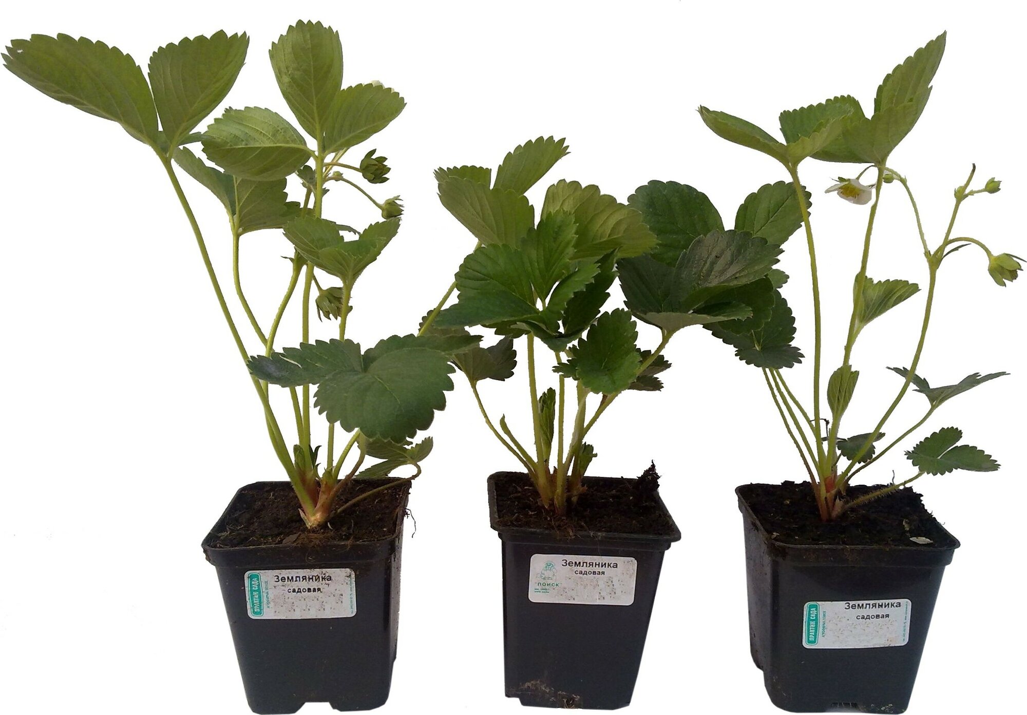 Растение Земляника российские сорта поиск Р9