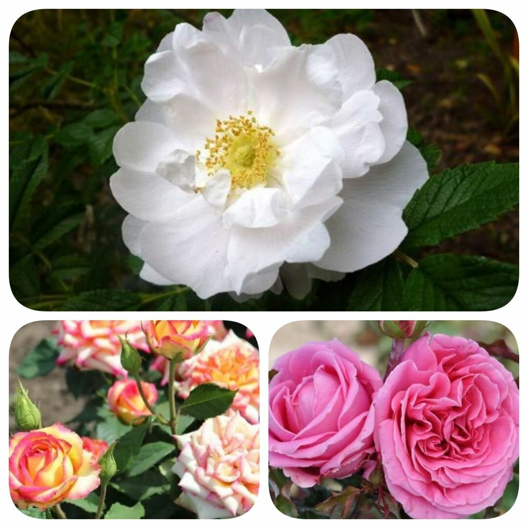 Комплект чайно-гибридных роз Пристин 3 шт