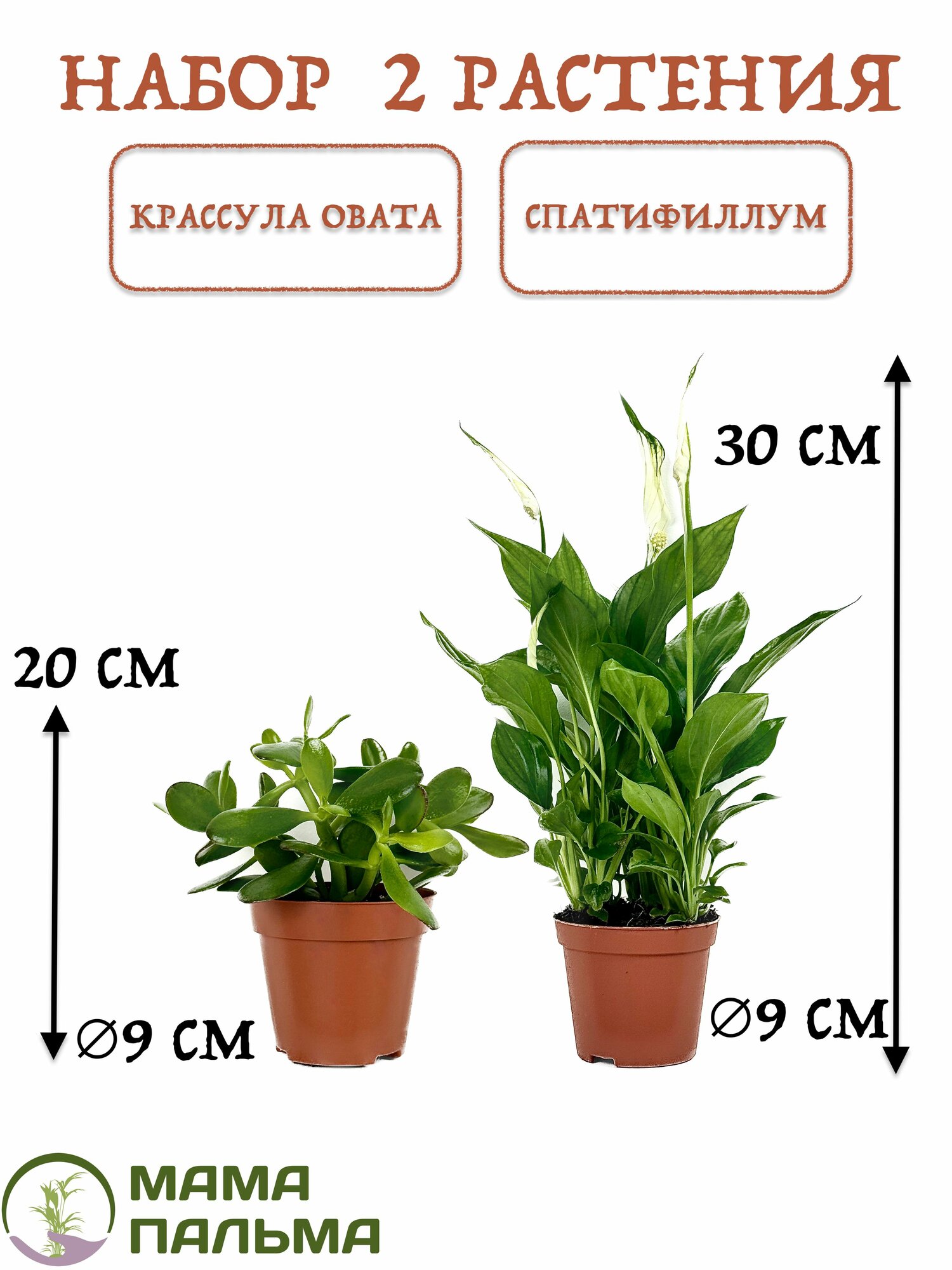 Набор 2 растения Крассула Овата Спатифиллум в горшке D9 (живые растения)