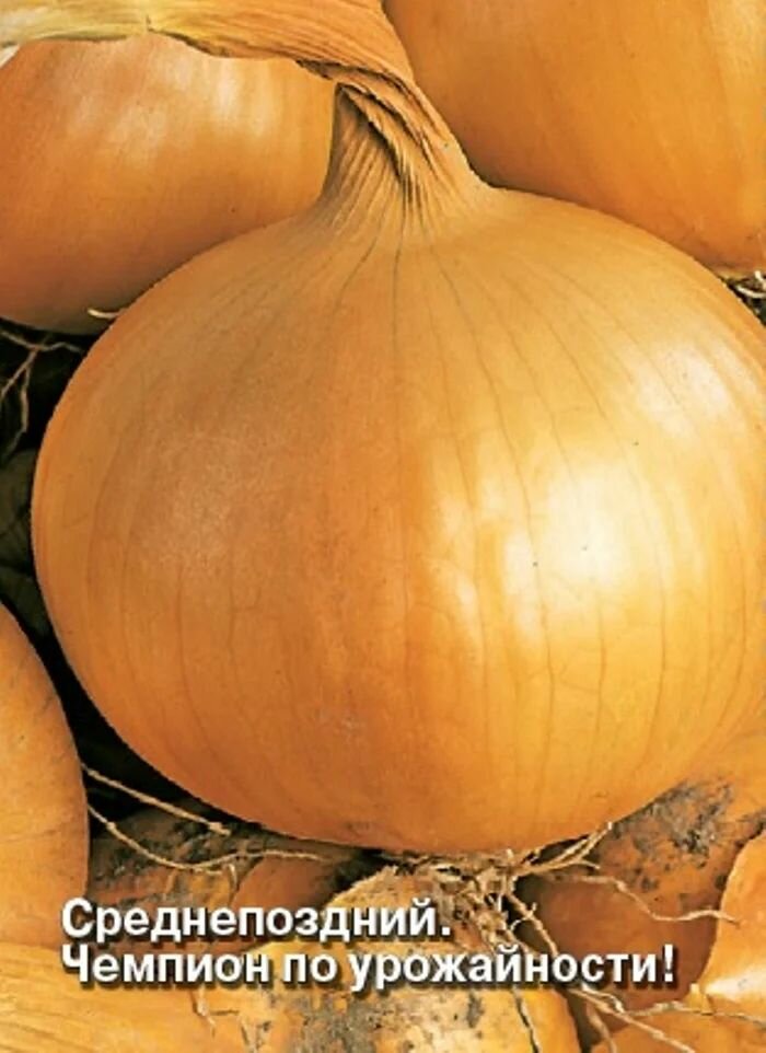 Коллекционные семена лука репчатый Байрам1