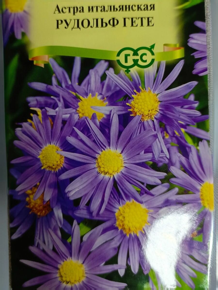 Семена многолетней Астры итальянской Рудольф Гете для бордюров, альпийских горок. Гавриш.