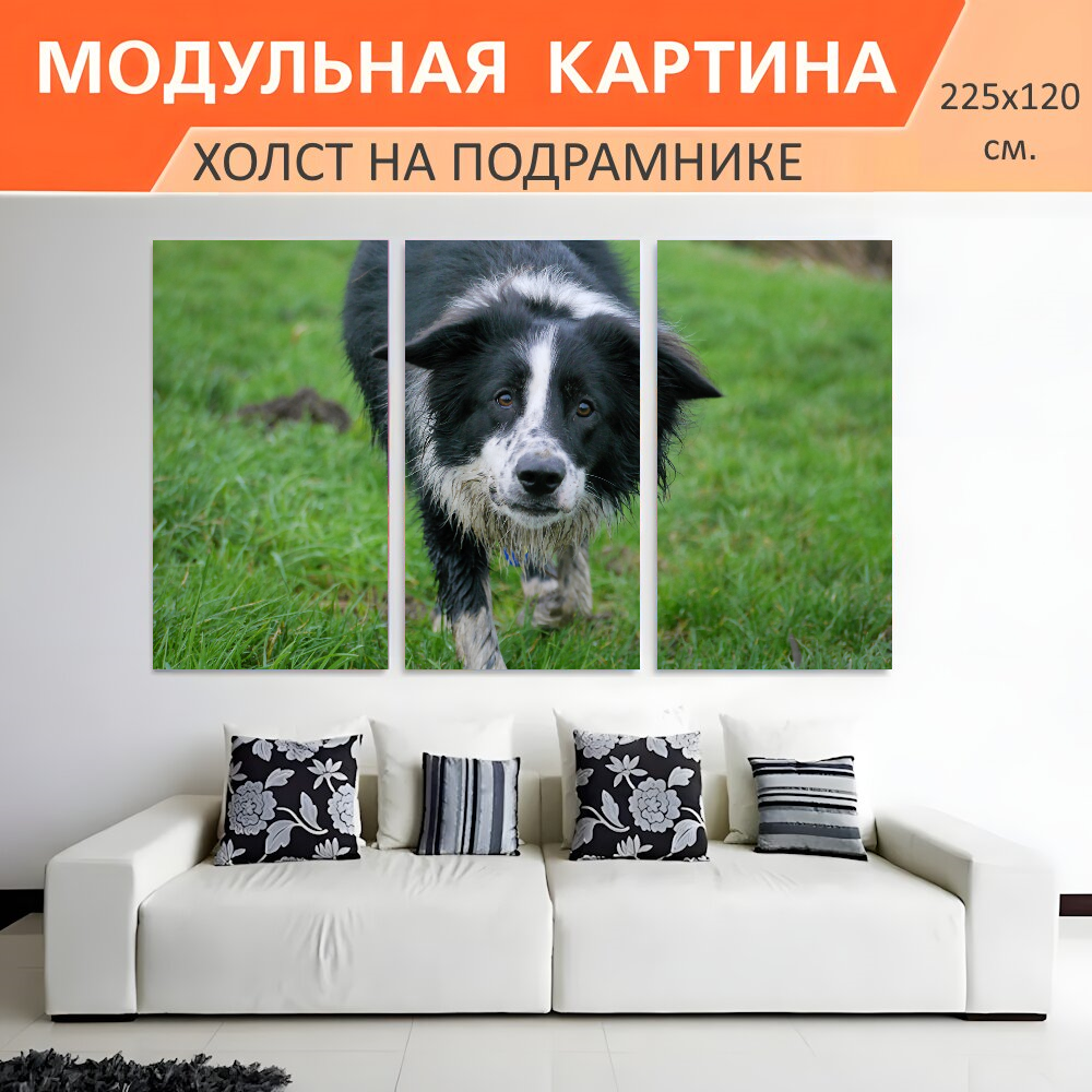 Модульная картина на холсте "Бордер-колли, собака, колли" триптих на подрамнике 225х120 см. для интерьера