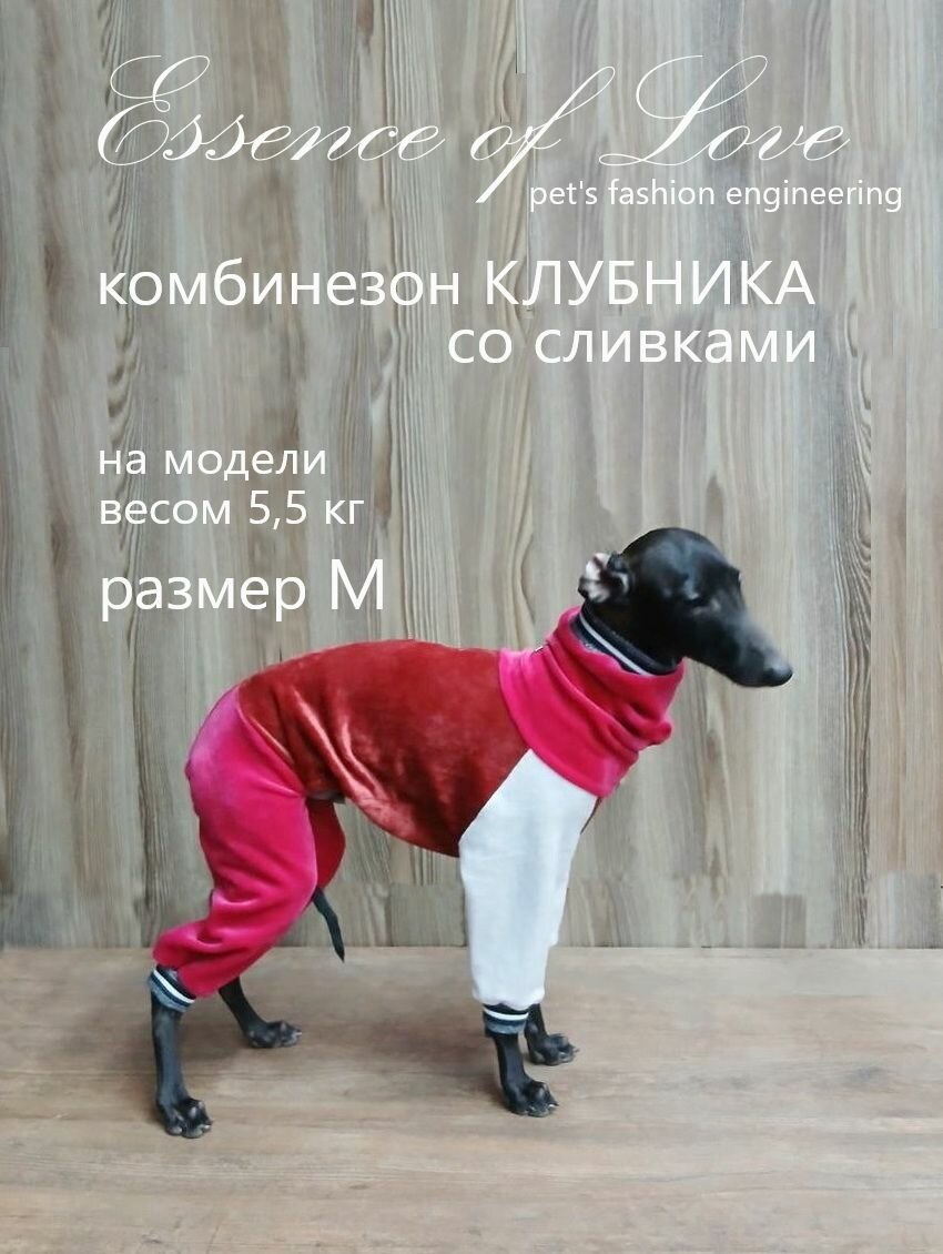 Комбинезон для левретки из бэби-велюра (Female) Essence of Love