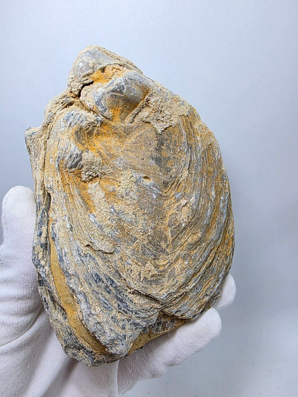 Окаменелая устрица Gryphaea, 150 мм, 1600 г.