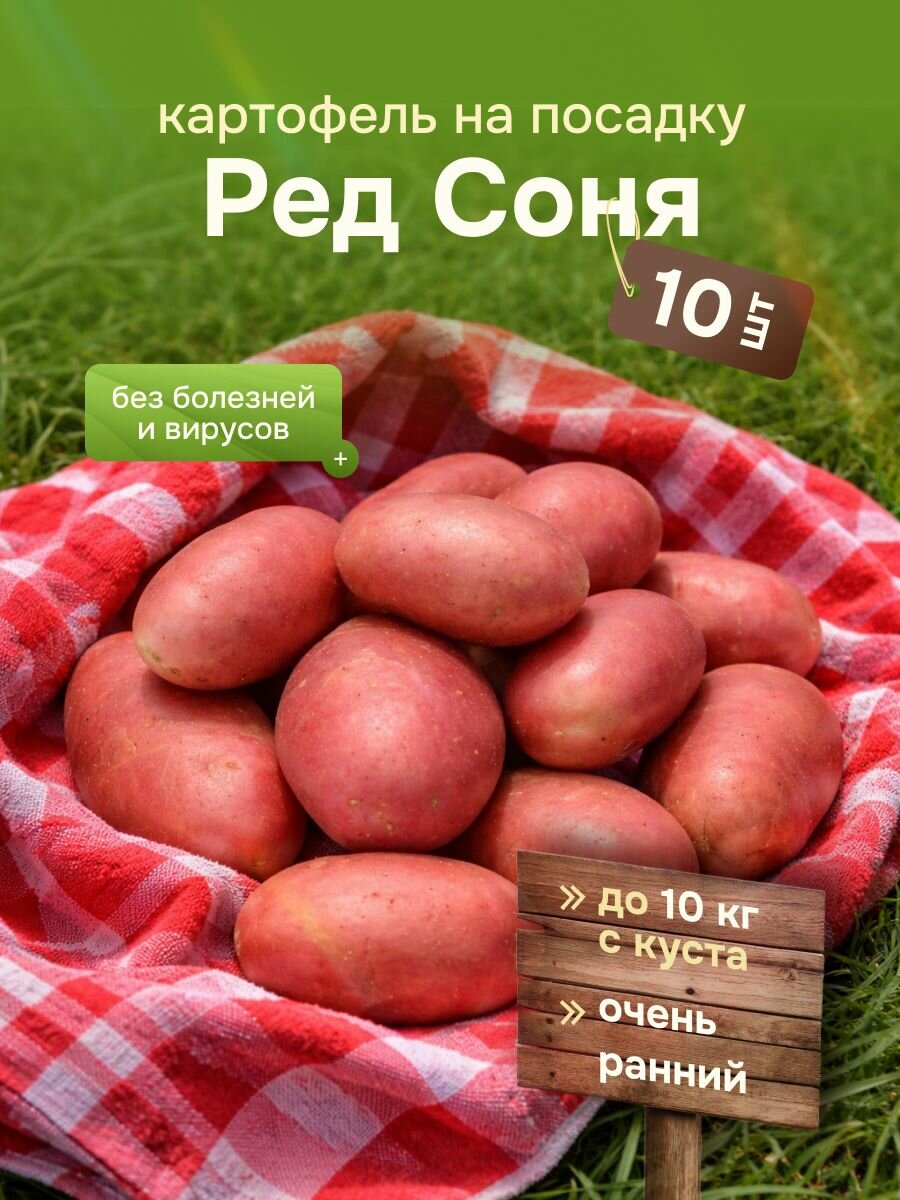 Семенной картофель на посадку Ред Соня 10 шт (очень ранний)