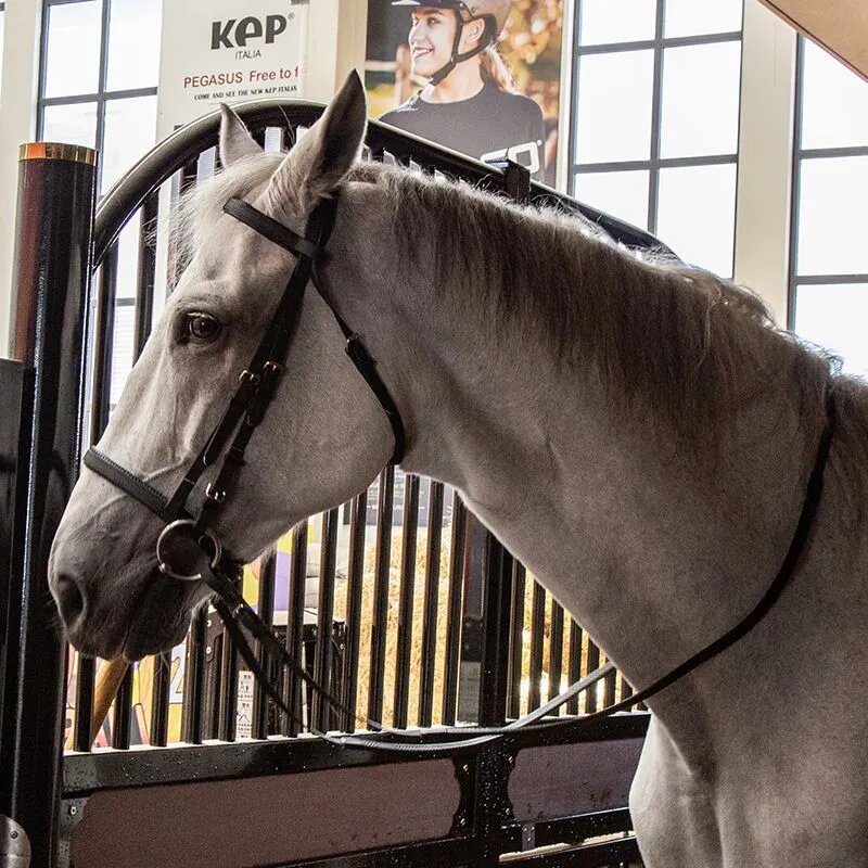 Принадлежности для верховой езды одиночное кольцо в носу водяная уздечка уздечка для верховой езды