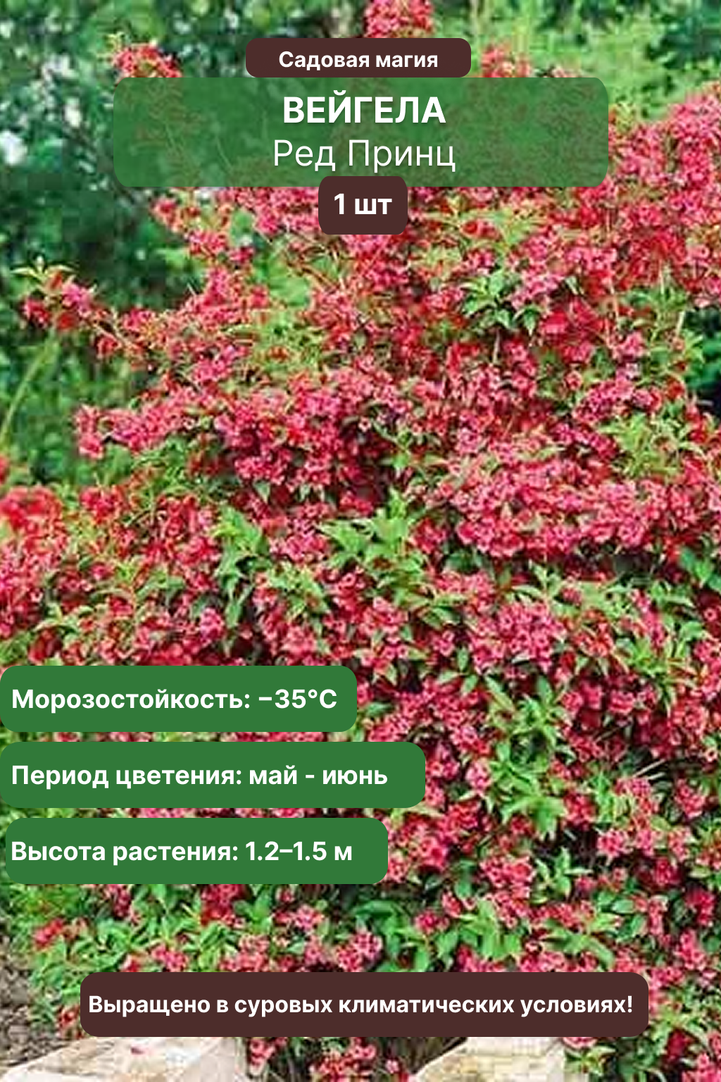 Вейгела Ред Принц (Weigela florida Red Prince) / ароматный, морозостойкий сорт
