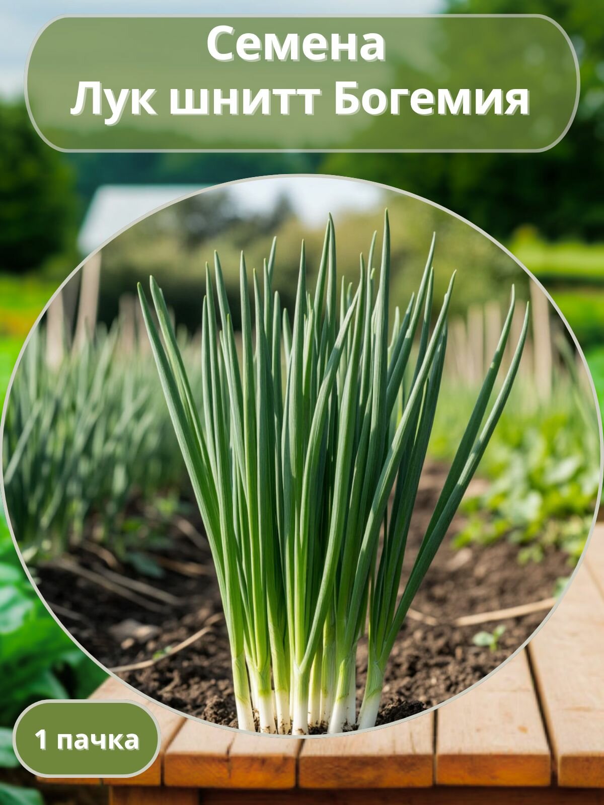 Лук шнитт Богемия, семена 10 шт