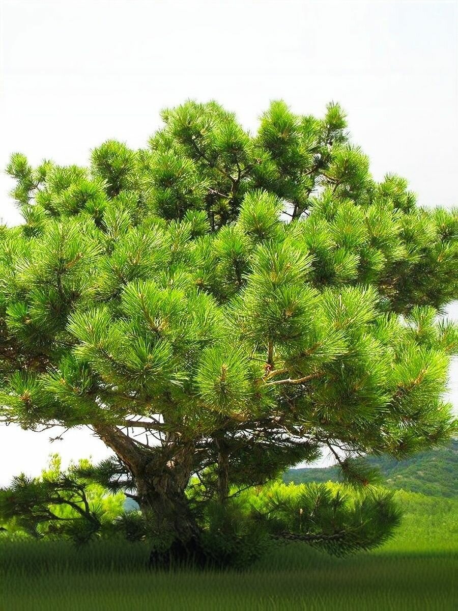Сосна Крымская Фиолент, Семена, 25 шт, семена хвойных деревьев