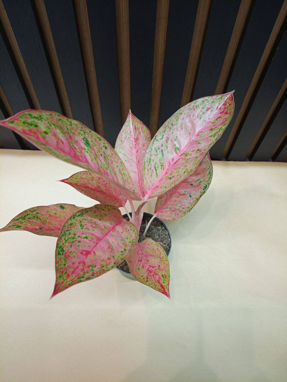 Аглаонема "Кочин" " Цветочная лавка" высота 36 см, ширина 33 см