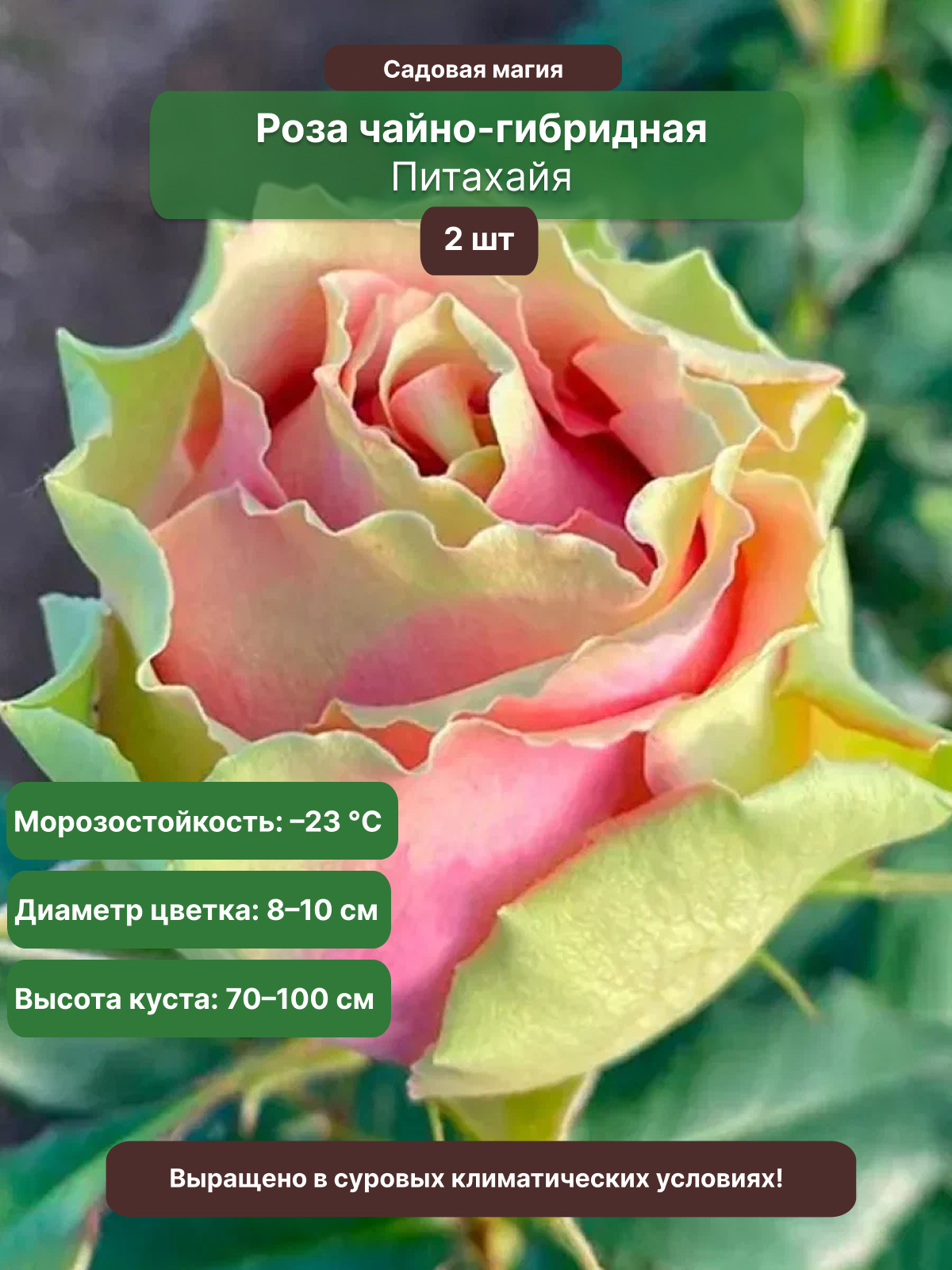 Роза чайно-гибридная Питахайя 2 шт / розы, многолетняя, желто-розовый