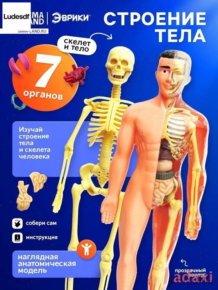 Анатомическая модель