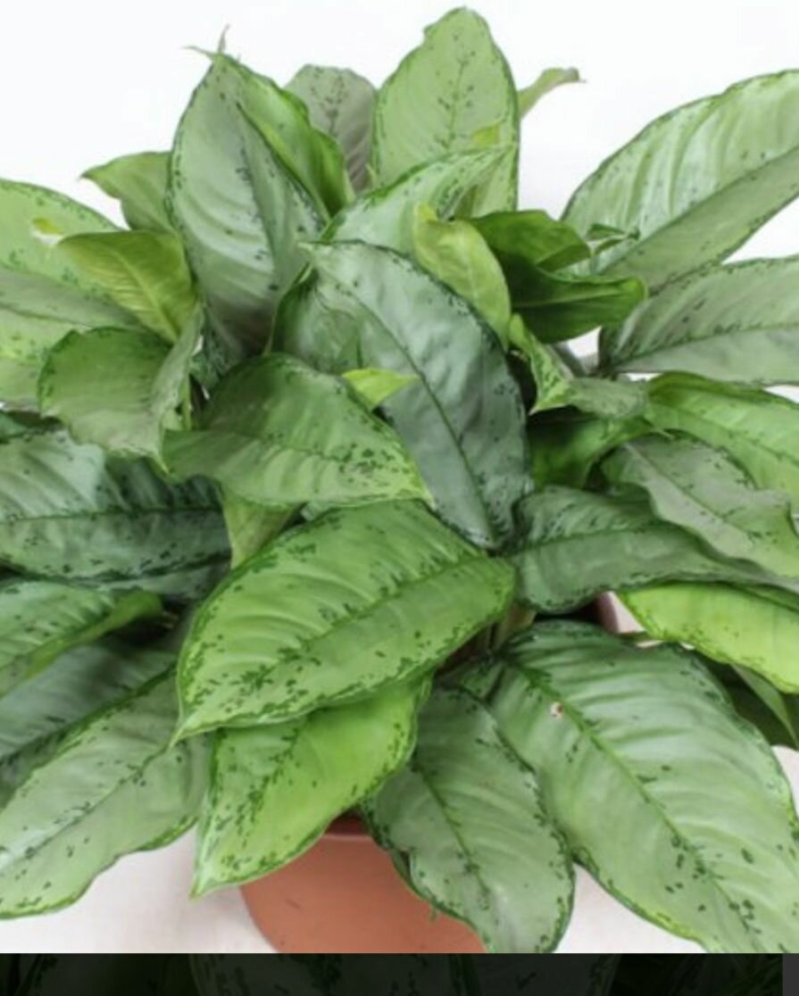 Аглаонема Фридман 1 стебель 45 см.