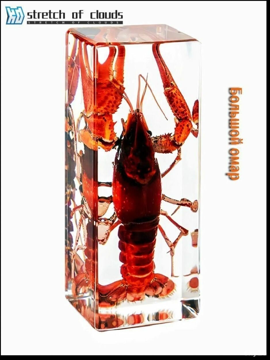 Настоящий образец насекомого, коллекция насекомых, Крупный экземпляр омара; 11*4.5*2.8см