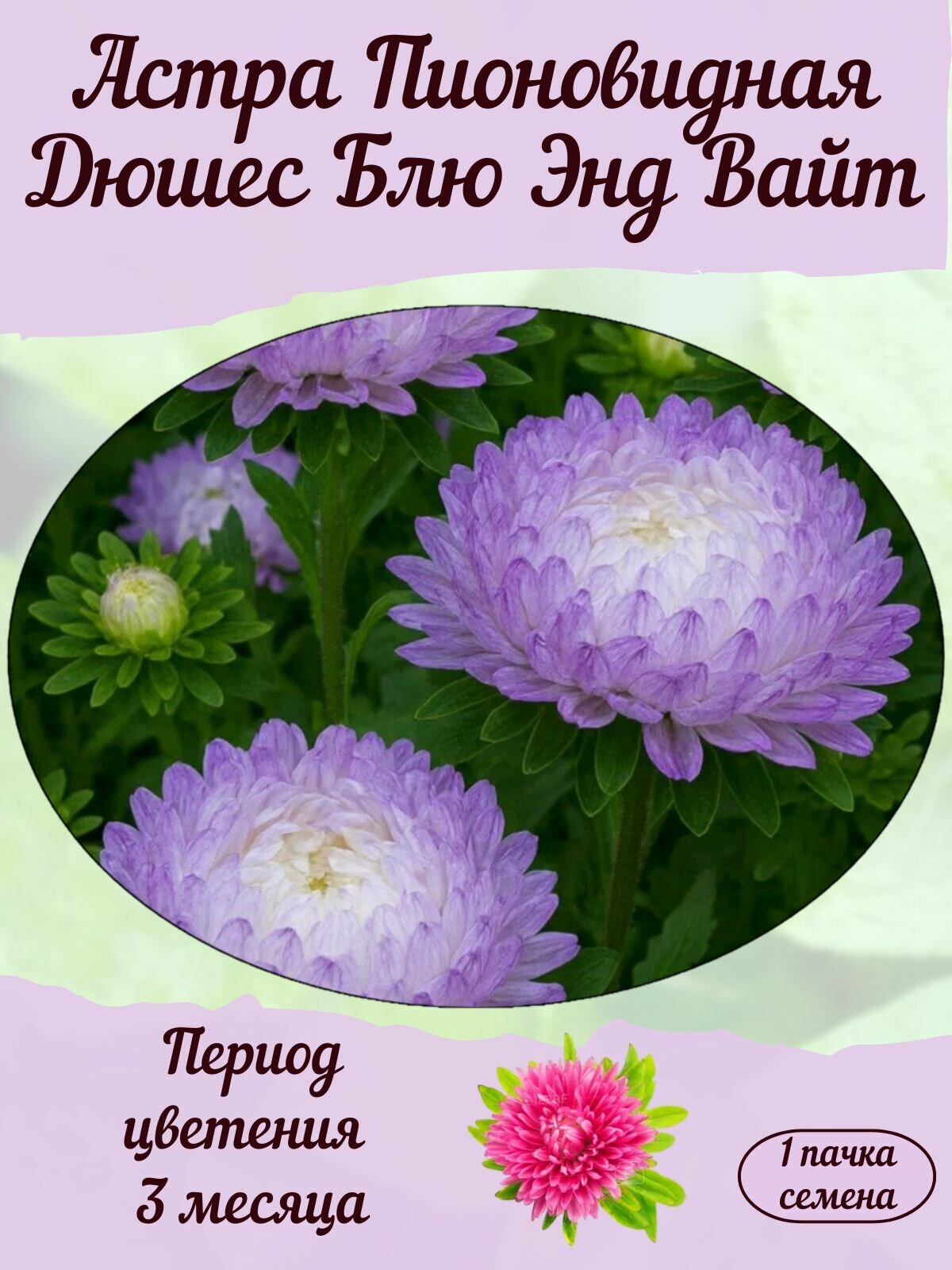 Астра Пионовидная Дюшес Блю Энд Вайт, семена, 10 шт, 15 гр.