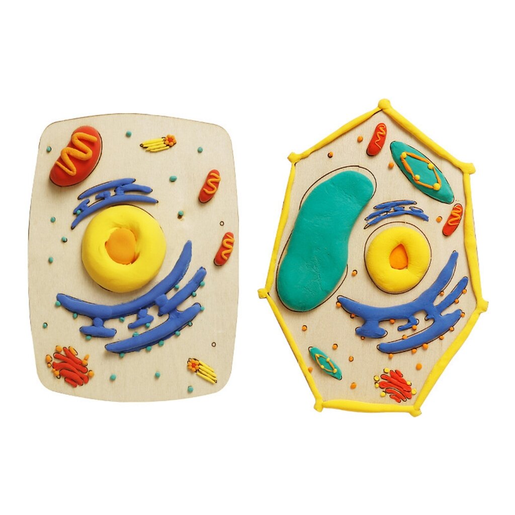 Набор для научных проектов студентов: модель структуры клетки с текстурой дерева и глиной