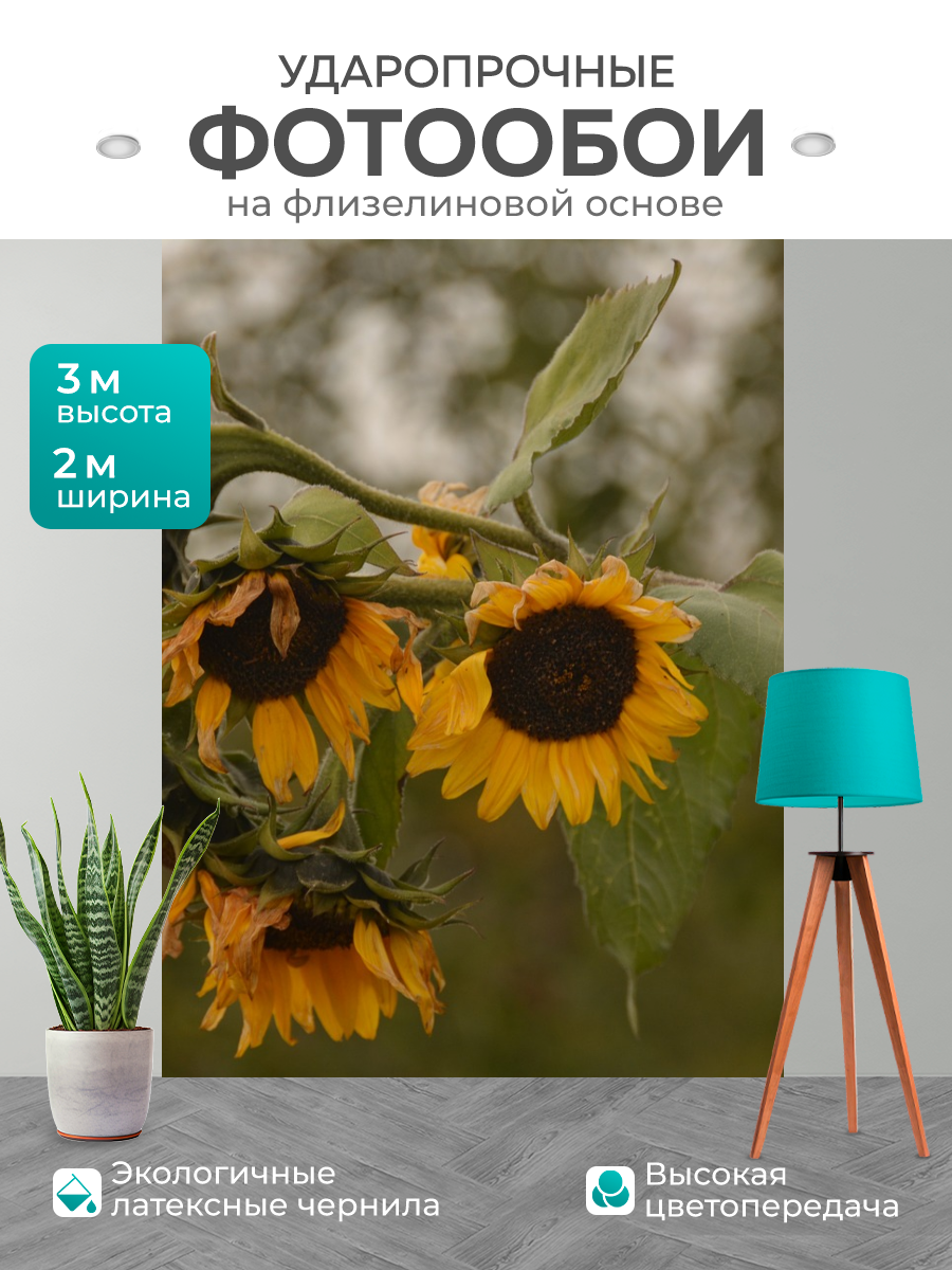 Фотообои моющиеся ударопрочные "Подсолнухи, цветы, природа" 200x300 см. флизелиновые на стену