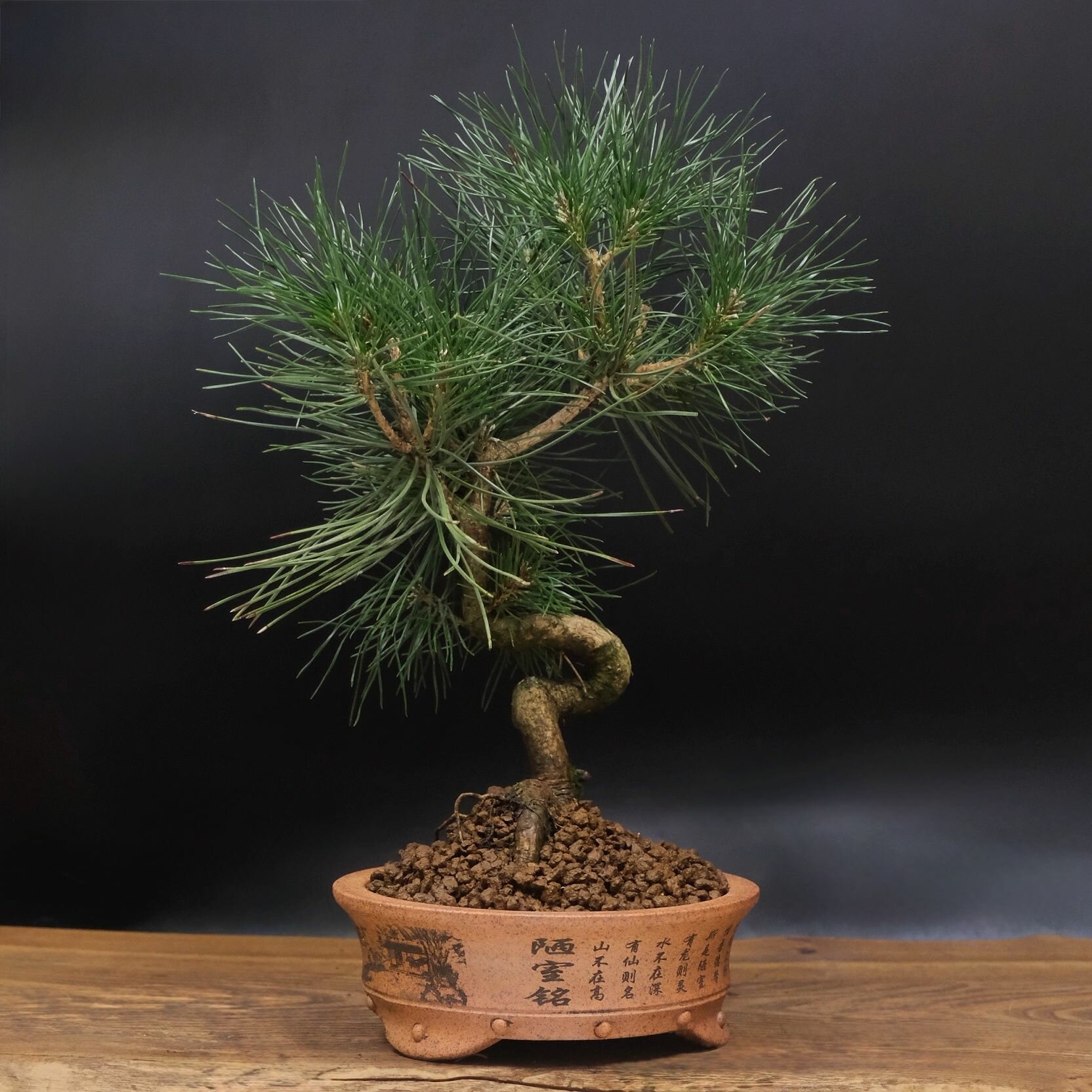 Бонсай Сосна, 25см, 15 лет