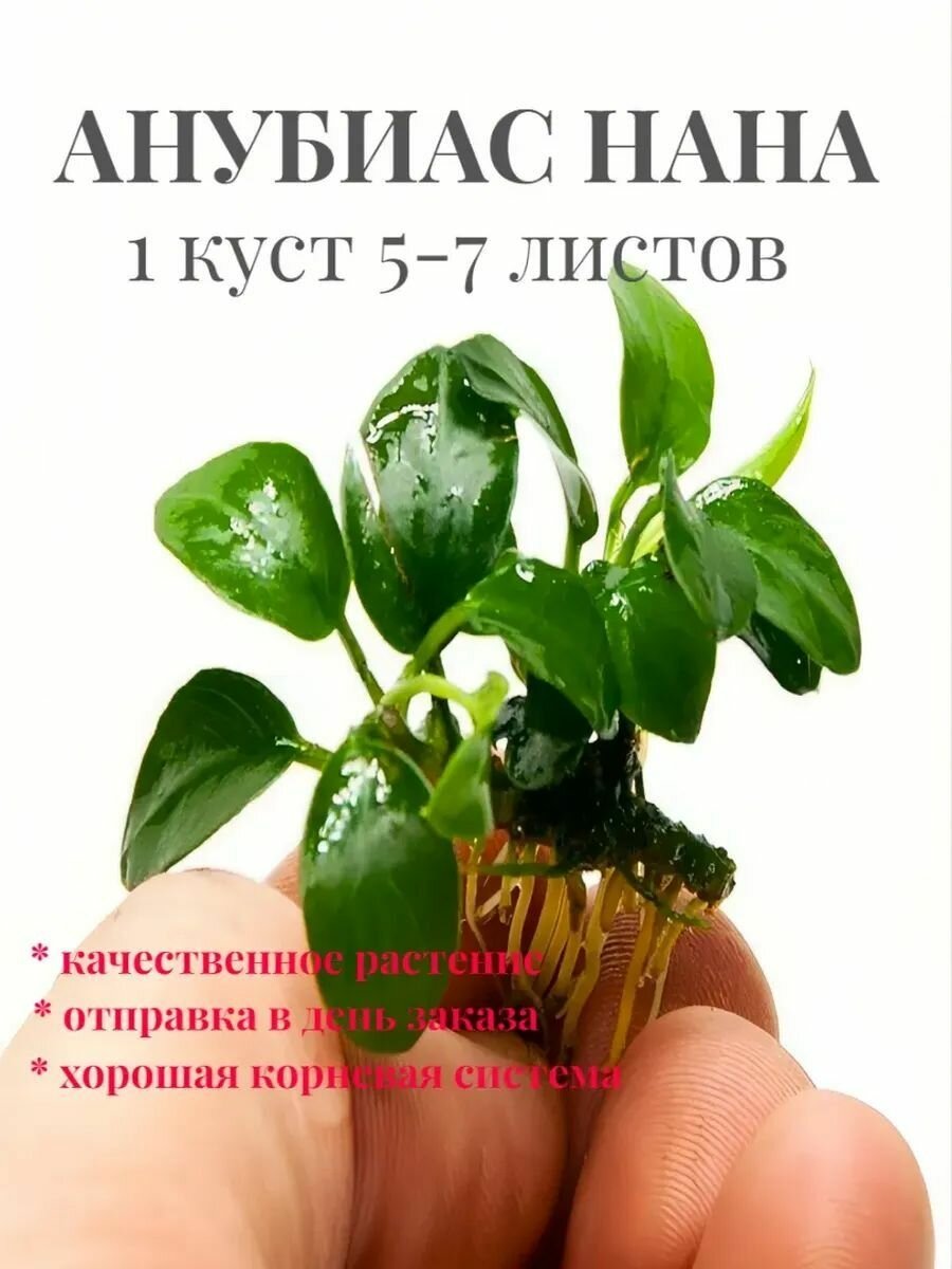Анубиас нана (1 куст). Живое аквариумное растение
