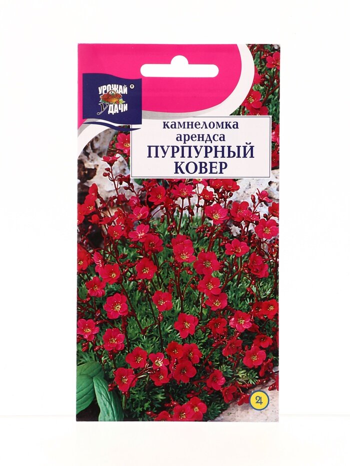 Семена цветов Камнеломка Пурпурный ковёр 0,01 г.