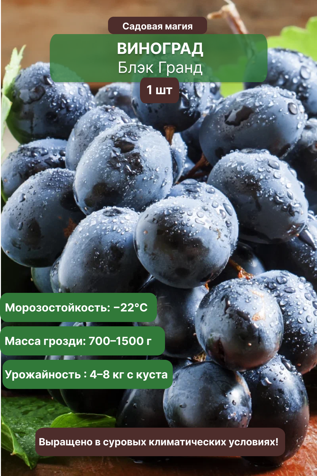 Виноград Блэк Гранд (1 шт) / многолетний, морозостойкий сорт