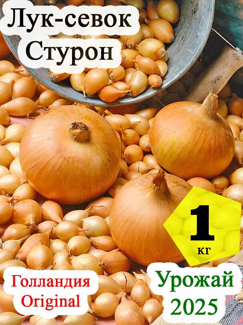 Лук севок Стурон 1 кг Голландия