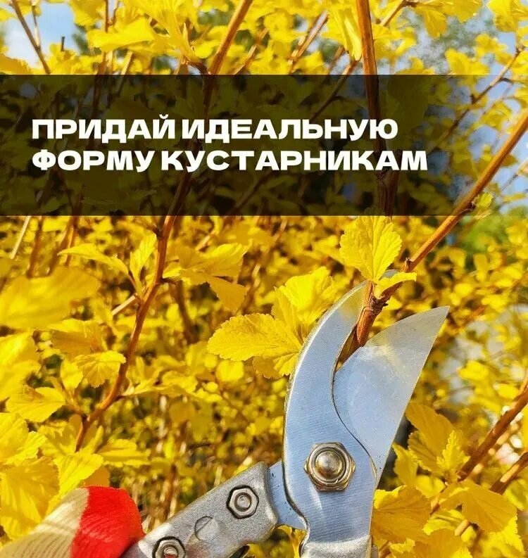 Сучкорез — фото 1