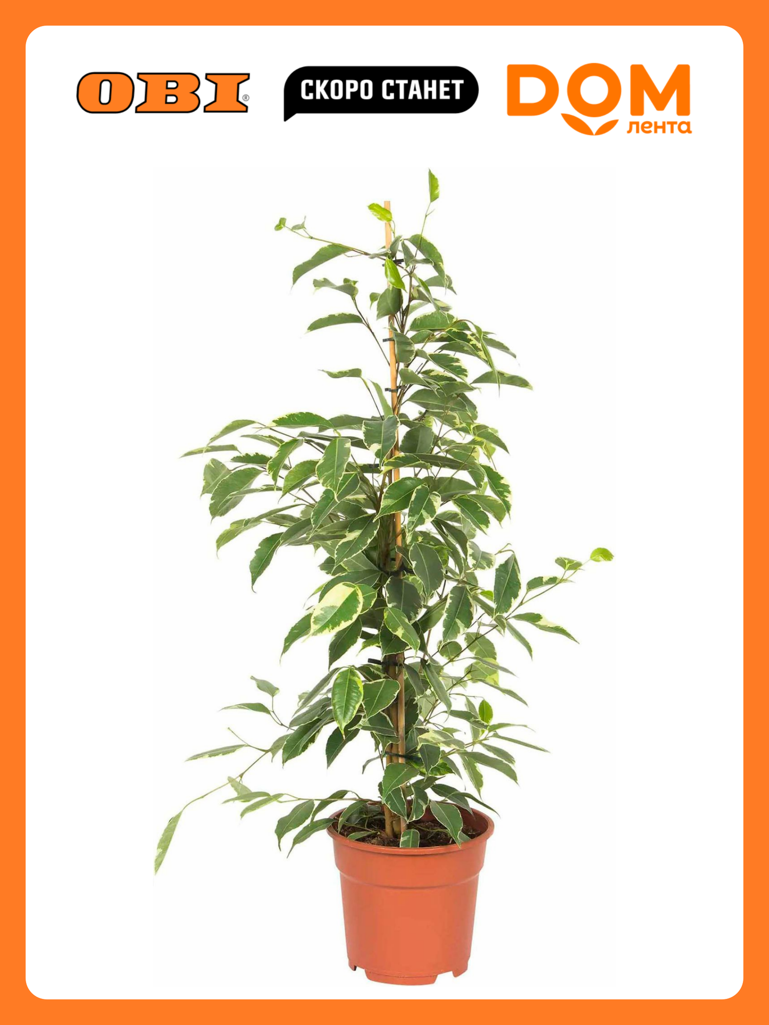 Фикус Голден Кинг 3 ст.