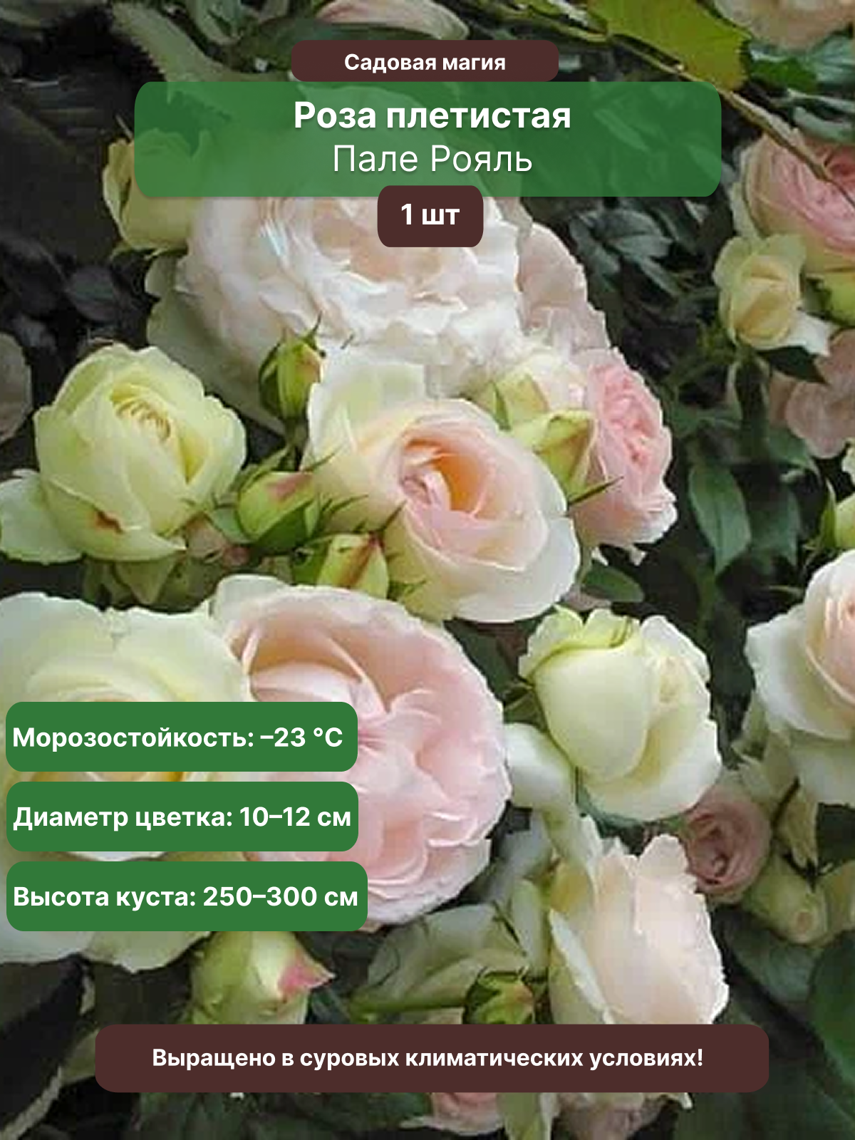 Роза плетистая "Пале Рояль", 1 саж , белая, розовая, многолетняя, высота 30-50 см