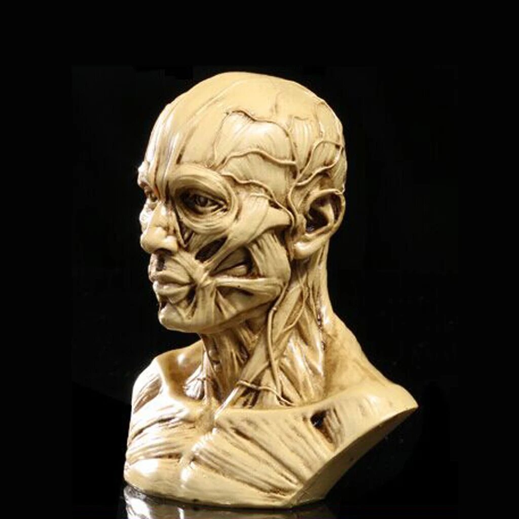 Модель головы человека анатомия, 10 см, Antique Yellow