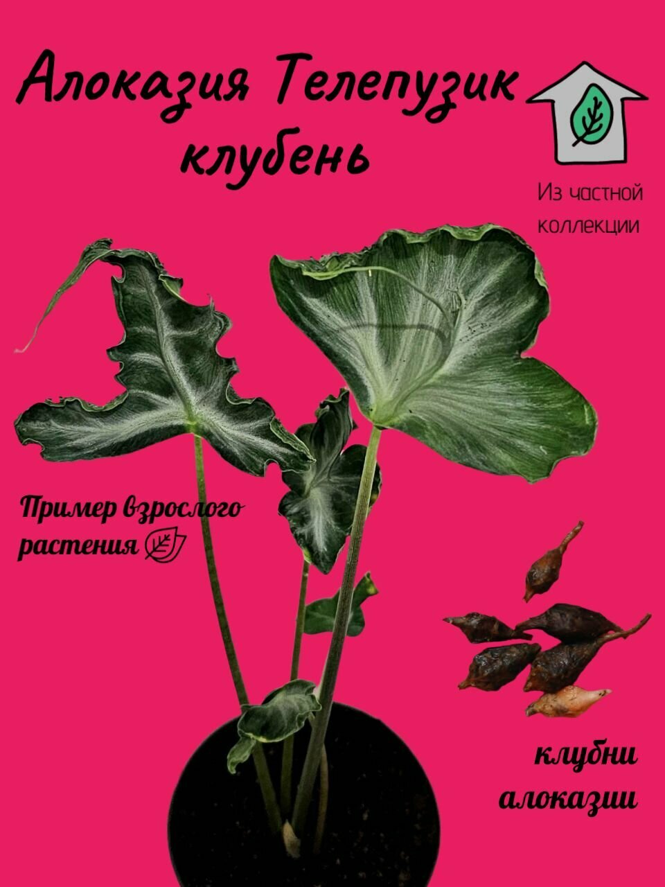 Алоказия Телепузик / клубень