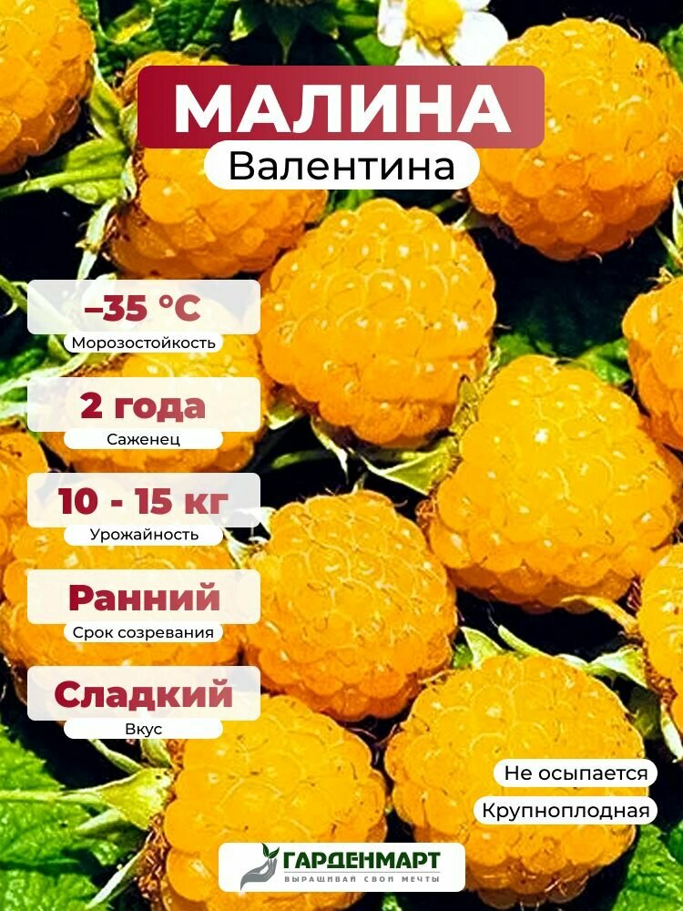 Саженец Малина крупноплодная Валентина
