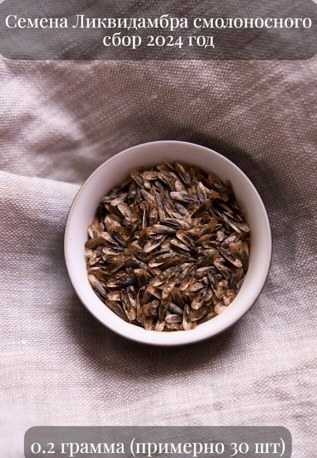 Семена Ликвидамбра Смолоносного, 0,2 грамма (примерно 30 шт)