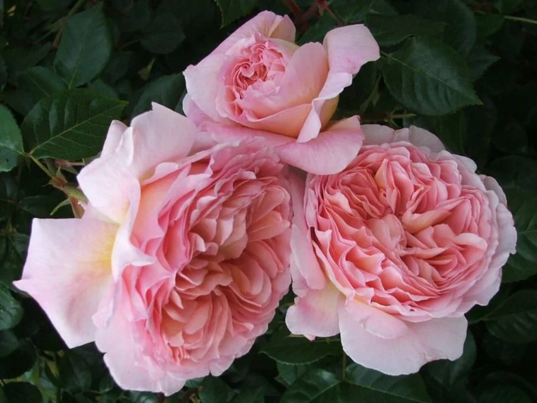 Роза английская Абрахам Дерби (Abraham Darby) / 1 шт, ароматный сорт