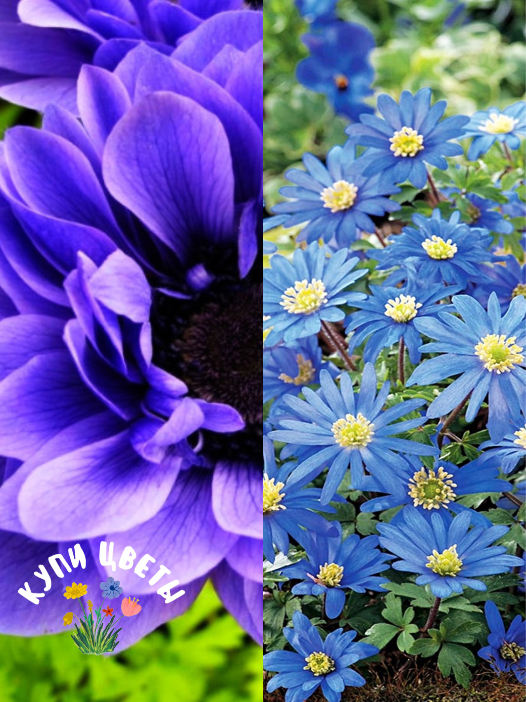 TWIN Анемона Lord Lieutnant 10шт/ Анемона Blue Shades 10шт(20 луковиц)