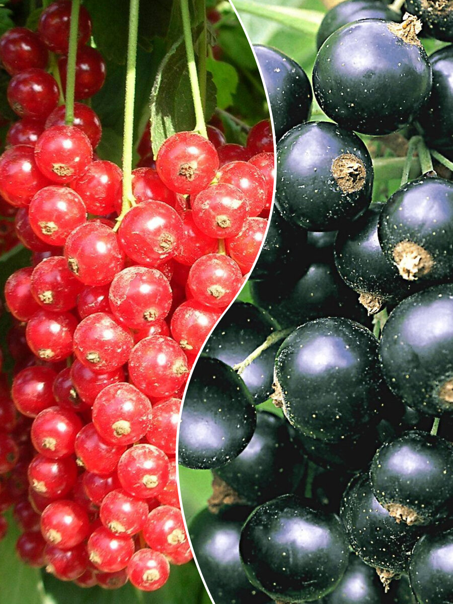 Комплект "Смородиновая пара" из 2 шт / смородина Ровада и Титания