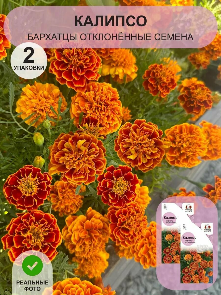 Семена бархатцев "Калипсо" от Нетипичного Фермера, 2 упаковки